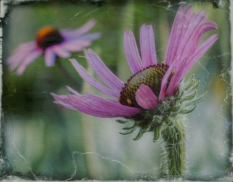 325 • “Rise and Shine” Fine Art Canvas – Camille Engel Fine Art