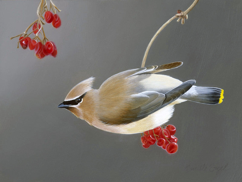 269 • ”Berry Bandit” Fine Art Canvas – Camille Engel Fine Art